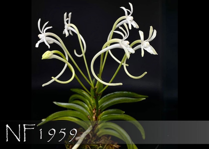 Night Fragrance. Neof. Falcata (falcata ' Crystal Palace ' AM/AOS X ...