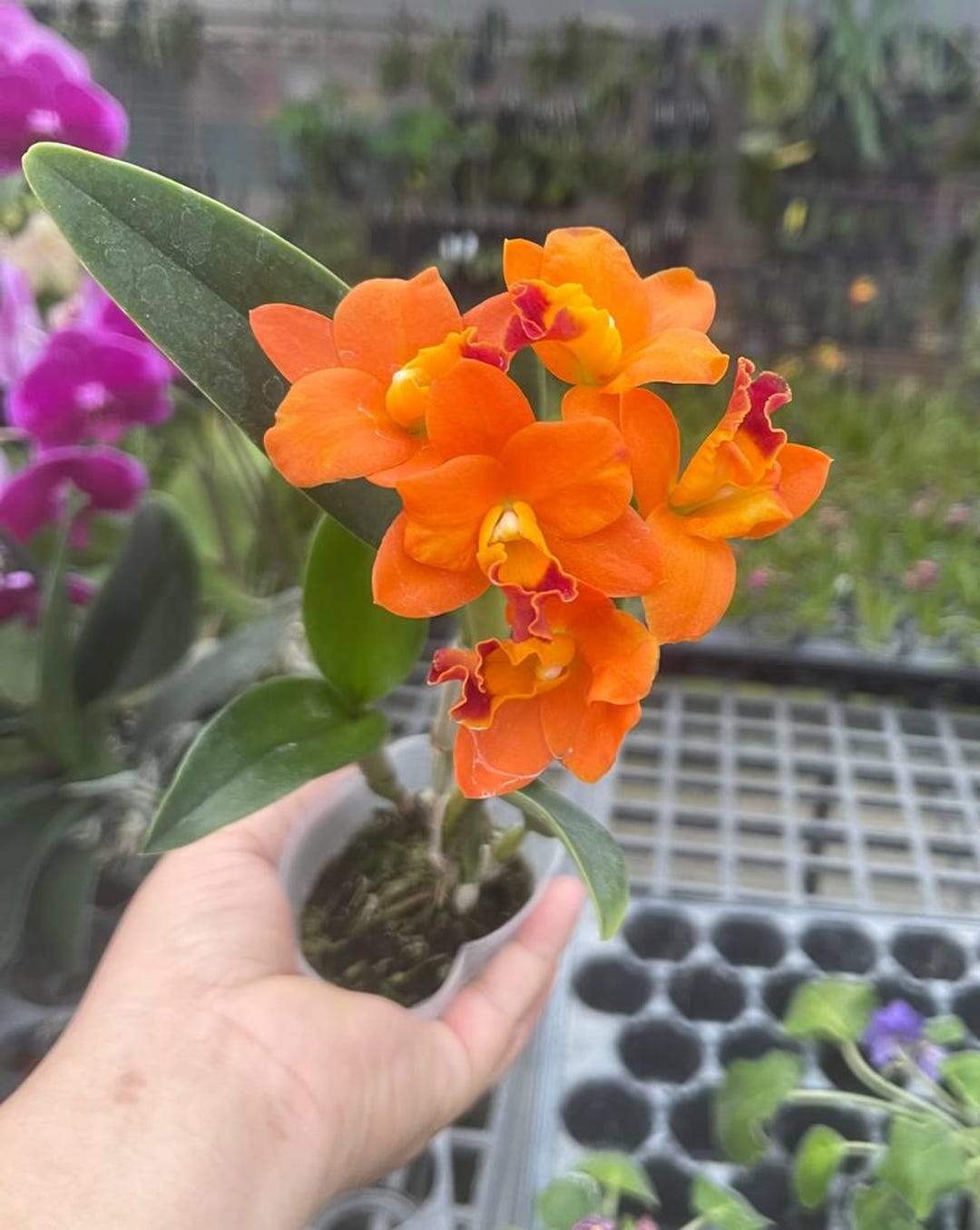 Darling Mini Cattleya. Pot. Shinfong Little Sun ' Golden Boy Blooming ...
