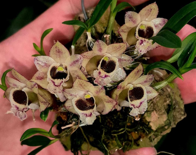 Rare, Micro Mini Dendrobium Species. Dendrobium Hekouense. - Etsy