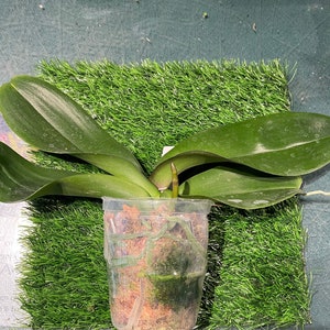 Husky Plant , Ruby Velvet Red Phalaenopsis Formosa Ruby 'brilliant ...