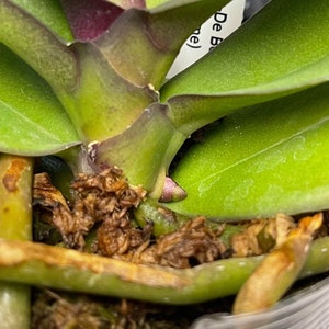 Awarded "cotton Candy" Phal. Cheng-de Beauty 'sakura' AM/AOS , Handsome Plant in 4" Pot With 25 ...