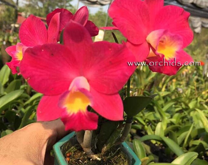 Bc. Be My Baby , Multi-floral , Micro- Mini Cattleya. Blooming Size in ...