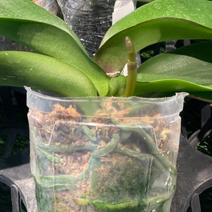Husky Plant , Ruby Velvet Red Phalaenopsis Formosa Ruby 'brilliant ...