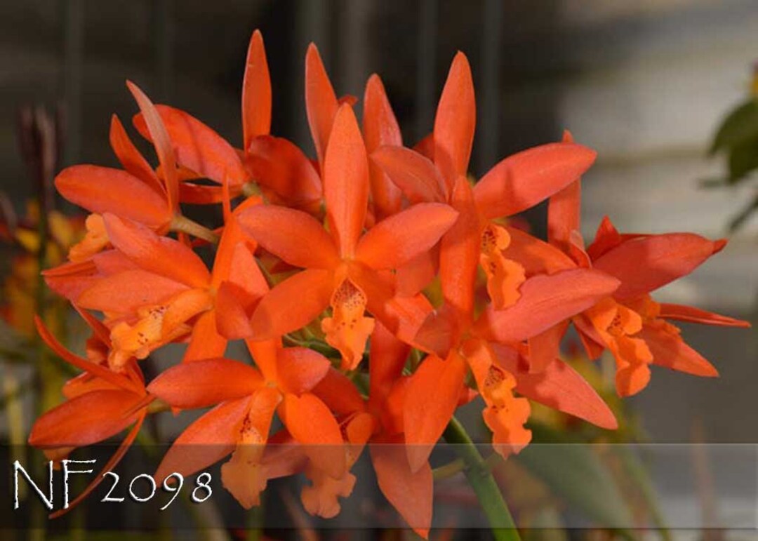 Bc. Be My Baby , Multi-floral , Micro- Mini Cattleya. Blooming Size in ...