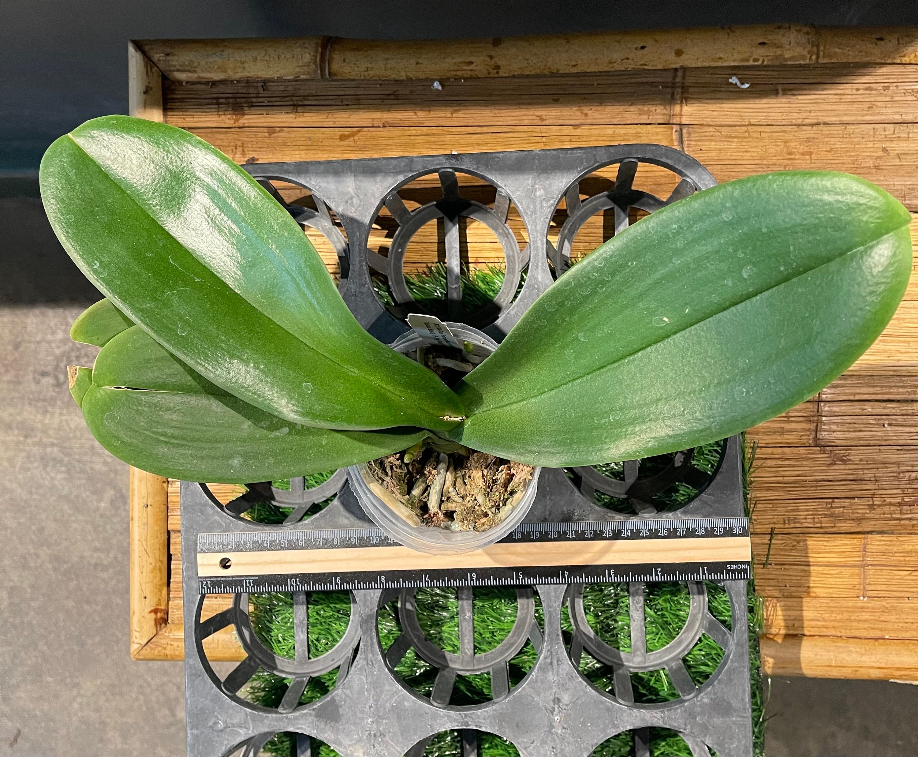 Husky Plant , Ruby Velvet Red Phalaenopsis Formosa Ruby 'brilliant ...