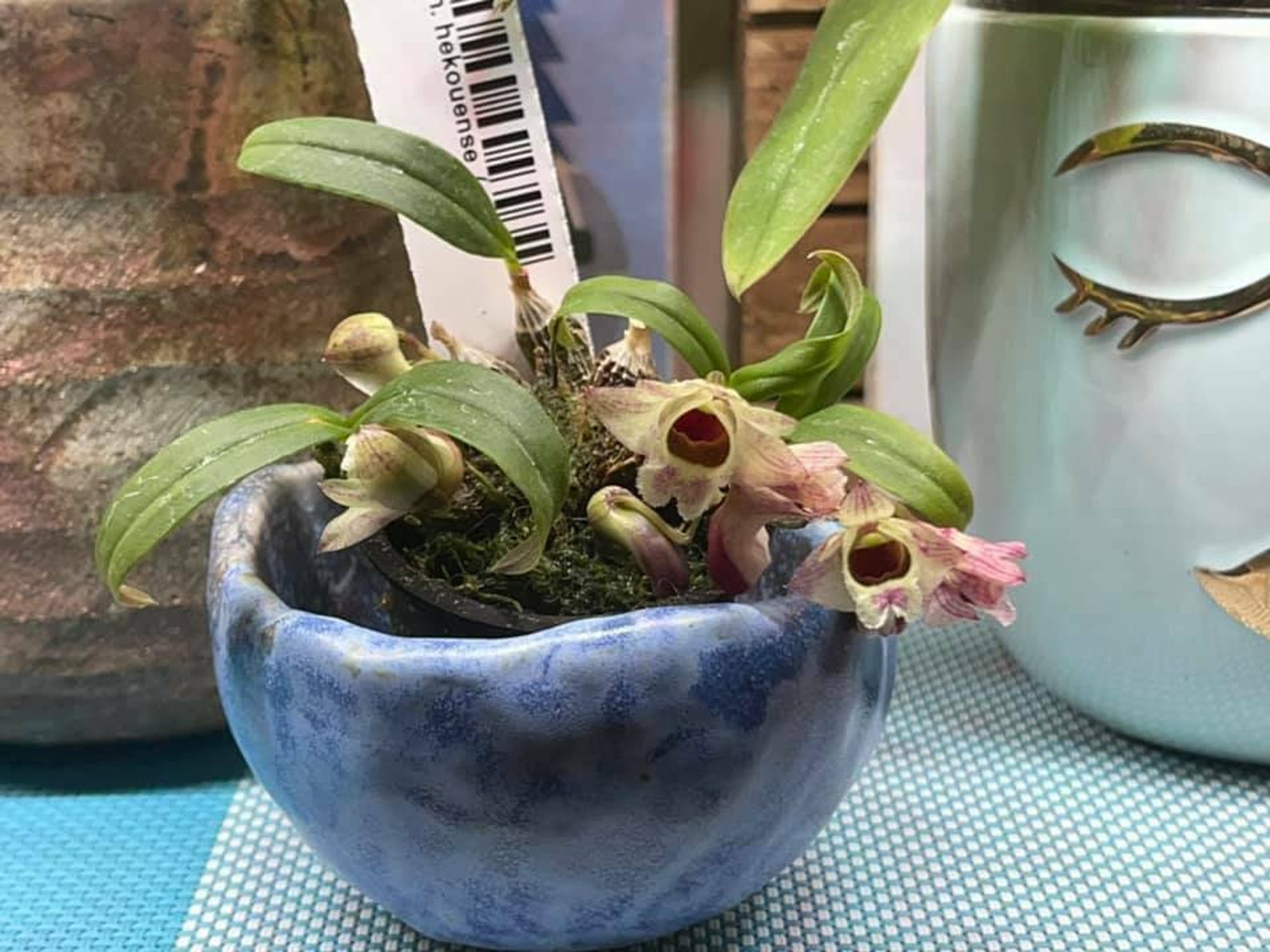 Rare, Micro Mini Dendrobium Species. Dendrobium Hekouense. - Etsy