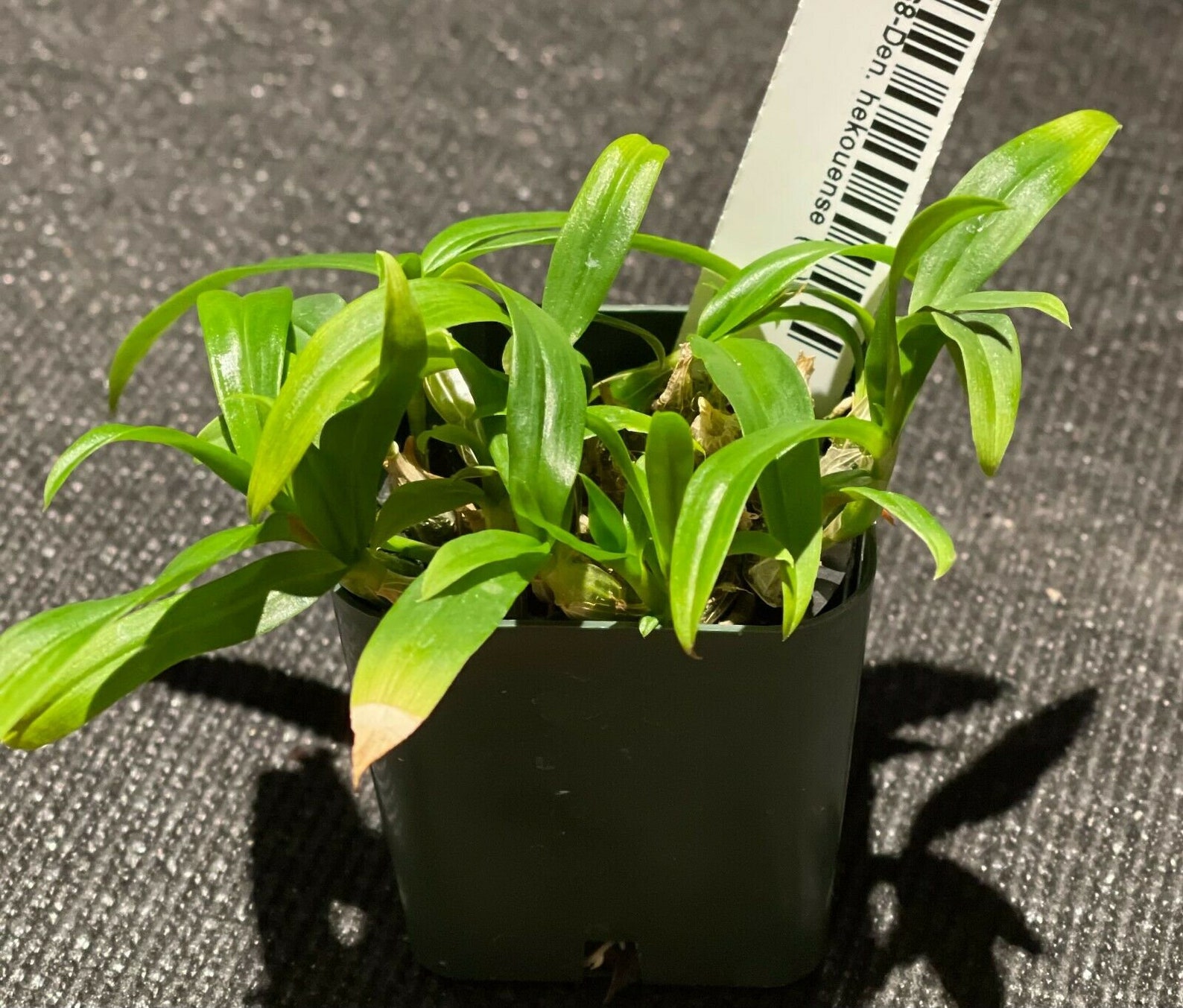 Rare, Micro Mini Dendrobium Species. Dendrobium Hekouense. - Etsy