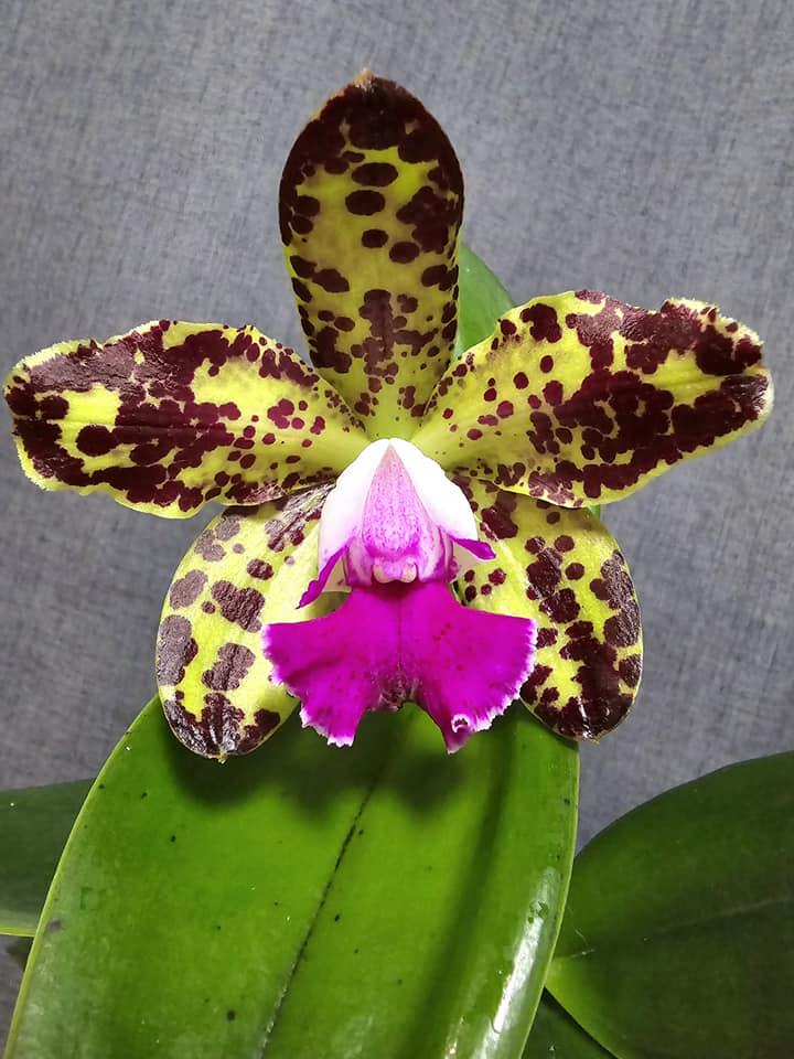 Spotted Cattleya Orchids Spotted Cattleya's First Bloom. Been Waiting