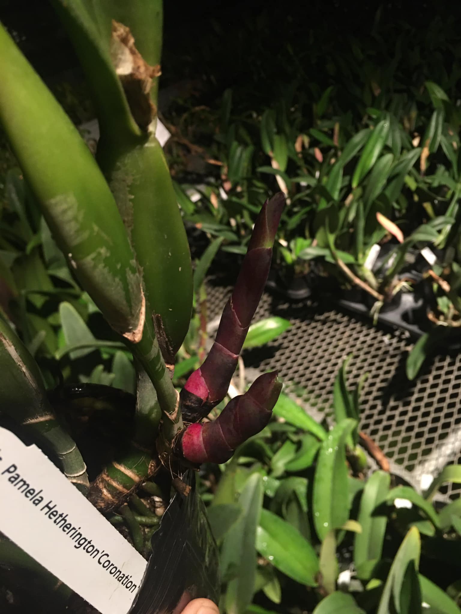 Mega Thrive- Foliar Plant Food for All Ornamentals and Orchids ...