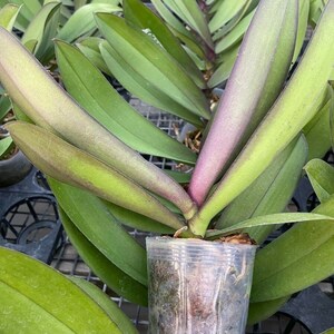 Awarded "cotton Candy" Phal. Cheng-de Beauty 'sakura' AM/AOS , Handsome Plant in 4" Pot With 25 ...