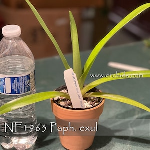 Rare Paph. Exul Species . ( Exul ' Phuket' AM/AOS X Self ) 12-13" Leaf ...