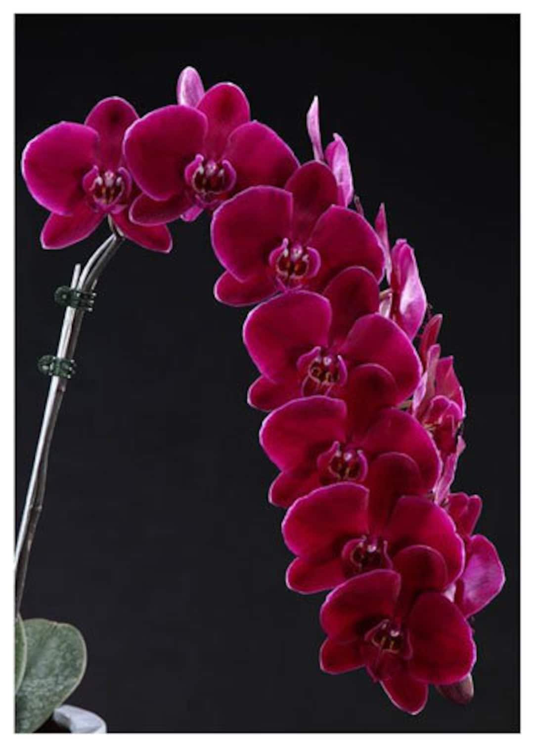 Award Winning Red Harlequin. Phal. OX Black Face 'ox 1647' AM/AOS ...