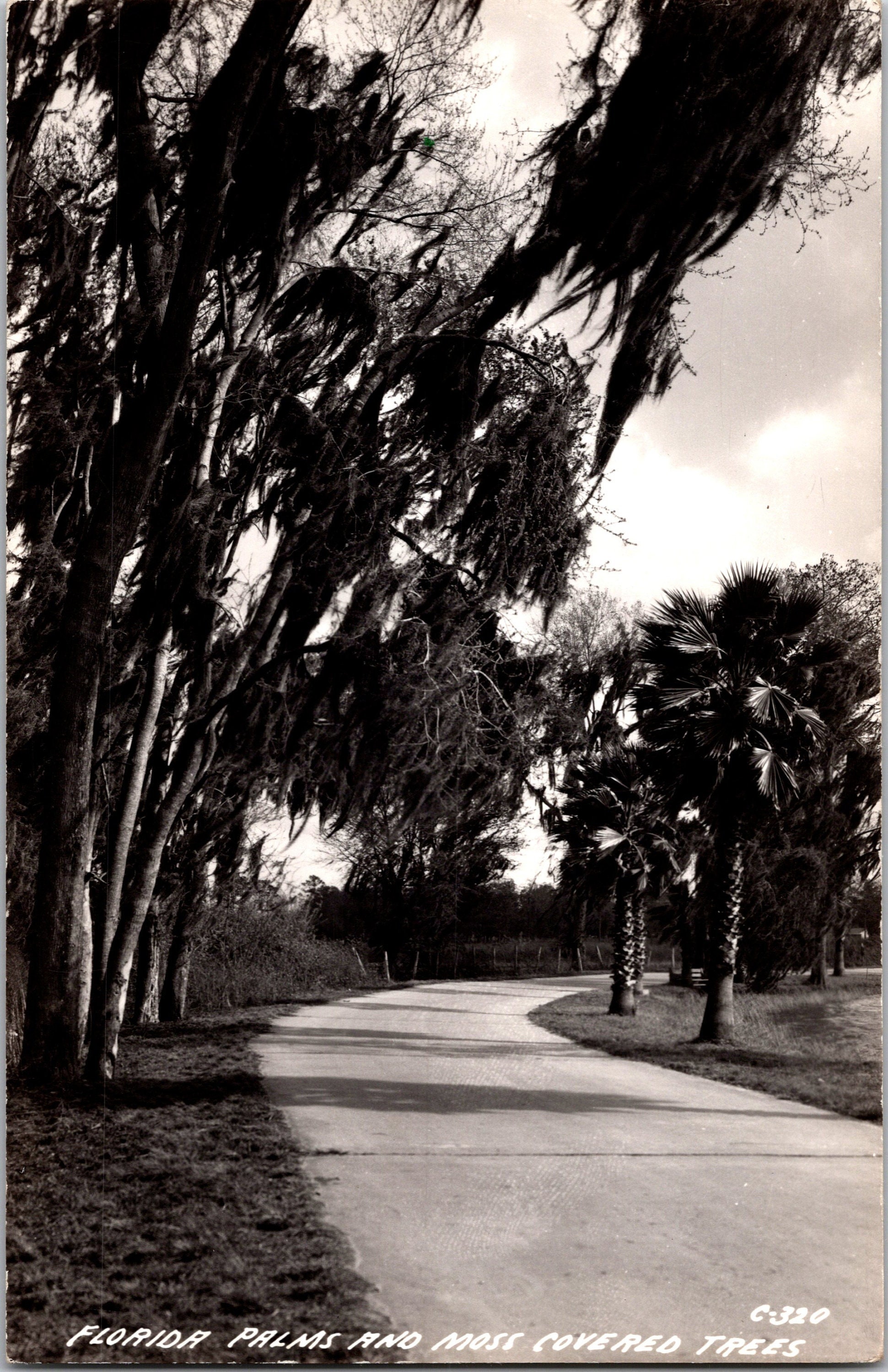Real Photo Postcard of a 1940s Florida Scene With Palms and - Etsy