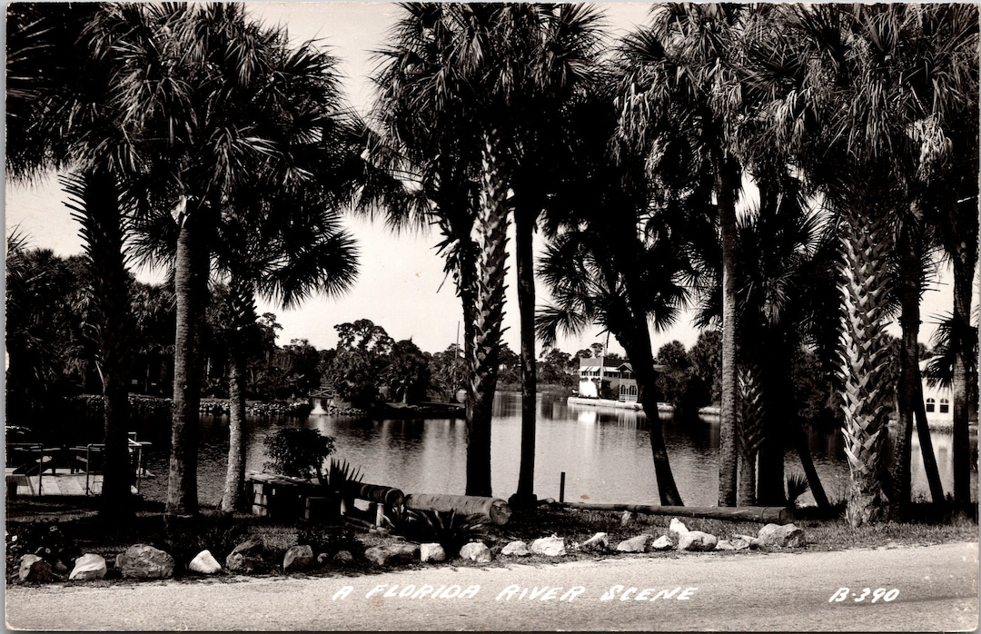 Real Photo Postcard of a 1940s Florida River Scene With Palm Trees FL ...