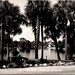 Real Photo Postcard of a 1940s Florida River Scene With Palm - Etsy