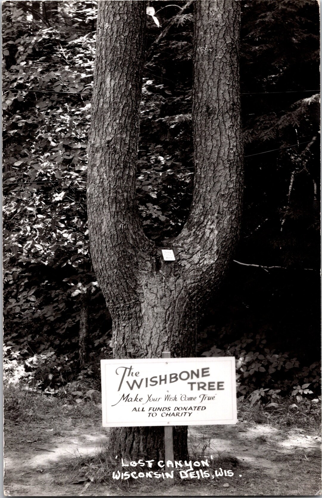 Real Photo Postcard of the Wishbone Tree Lost Canyon Wisconsin Dells ...