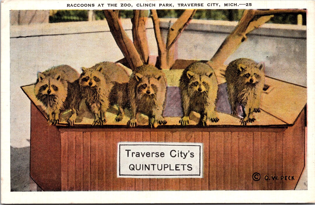 Raccoons at the Clinch Park Zoo Traverse City Mich MI Postcard Orson ...