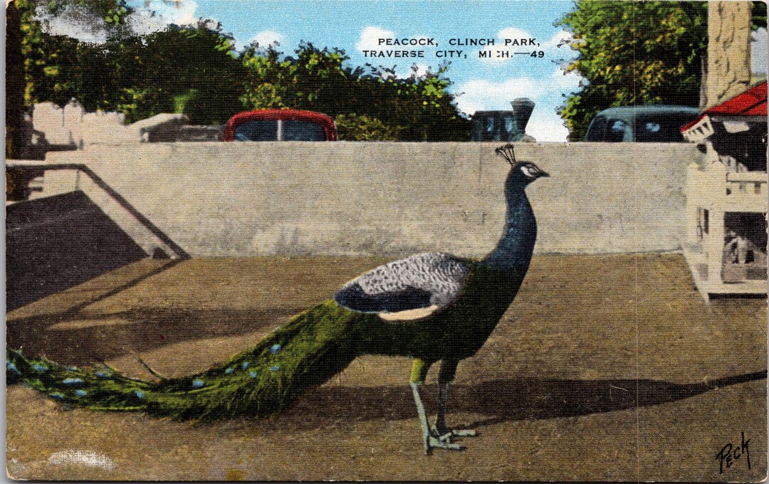 Peacock at the Clinch Park Zoo Traverse City Mich MI Postcard Orson ...