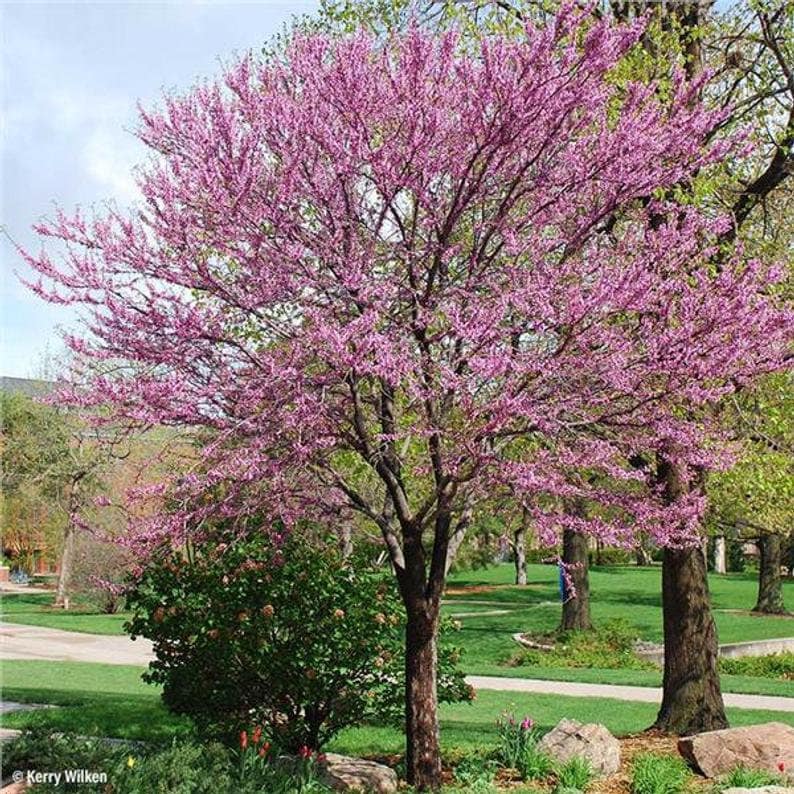 Eastern Redbud Tree 1-2' in Height in an ABP Container - Etsy