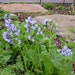 12 Bluebells Bare Root, Virginia Bluebells, Bell Shaped Flowers, Blue ...
