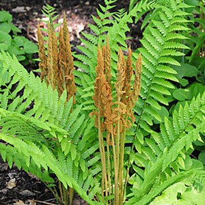 5 Cinnamon Ferns Bareroot/root Systems, Cinnamon Stick Fronds, Hardy ...