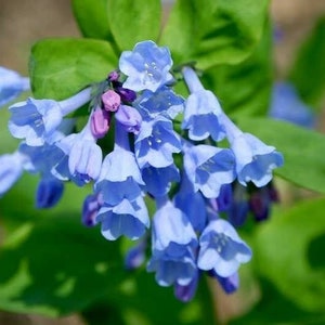 12 Bluebells Bare Root, Virginia Bluebells, Bell Shaped Flowers, Blue ...