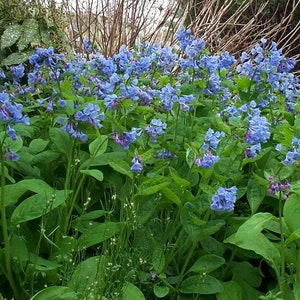 12 Bluebells Bare Root, Virginia Bluebells, Bell Shaped Flowers, Blue ...