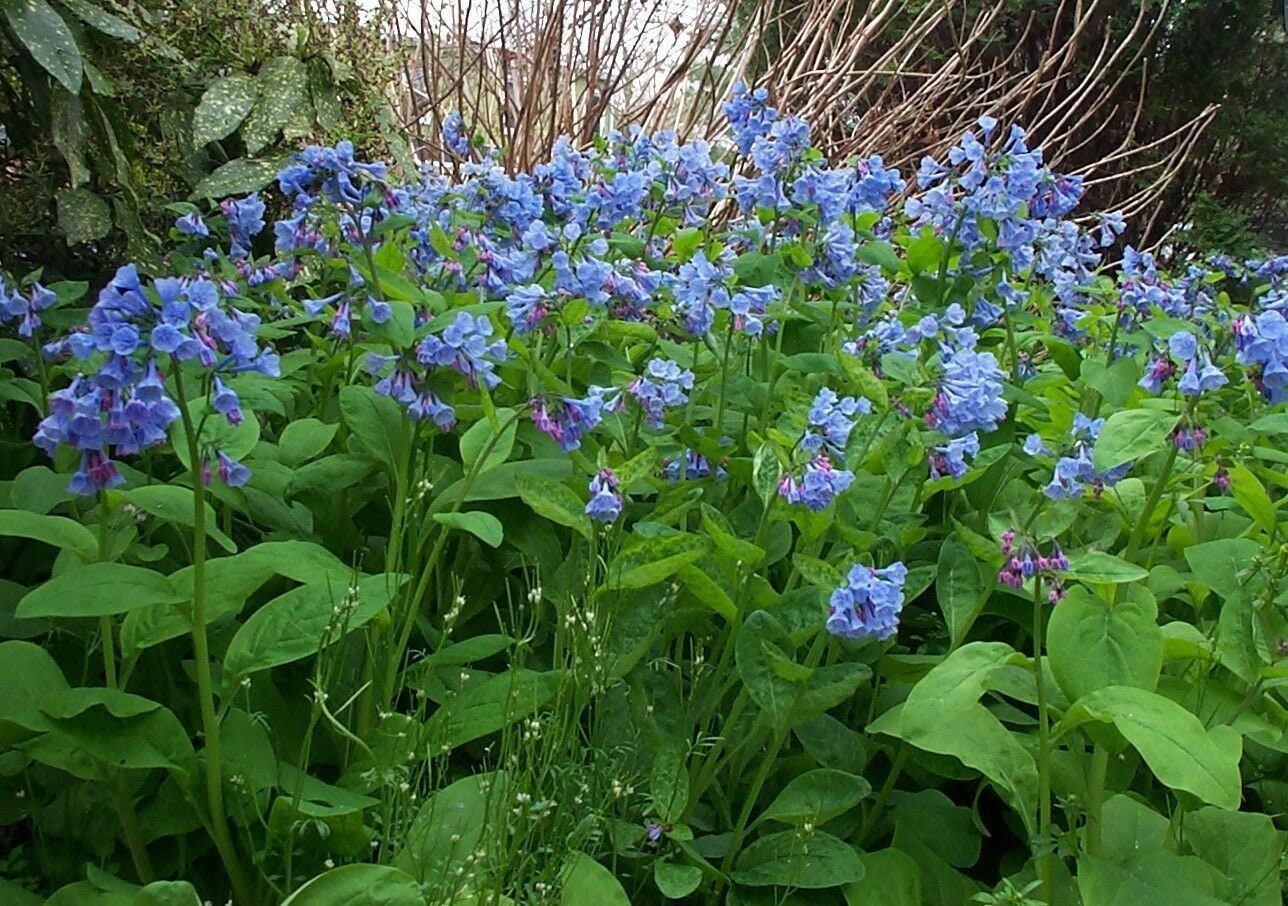 12 Bluebells Bare Root, Virginia Bluebells, Bell Shaped Flowers, Blue ...