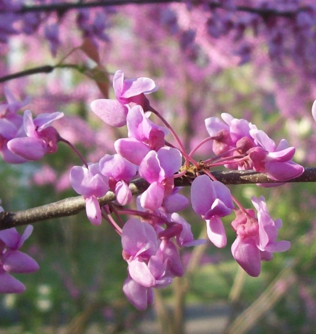 Eastern Redbud Tree 1-2' in Height in an ABP Container - Etsy