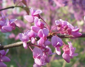 Eastern Redbud 1-2' in Height in ABP Container - Etsy
