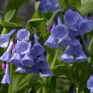 12 Bluebells Bare Root, Virginia Bluebells, Bell Shaped Flowers, Blue ...