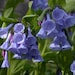 12 Bluebells Bare Root, Virginia Bluebells, Bell Shaped Flowers, Blue ...
