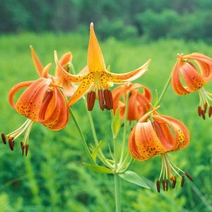 12 Turks Cap Lily Bareroot/bulbs, Nodding Flowers, Meadows, Coves ...