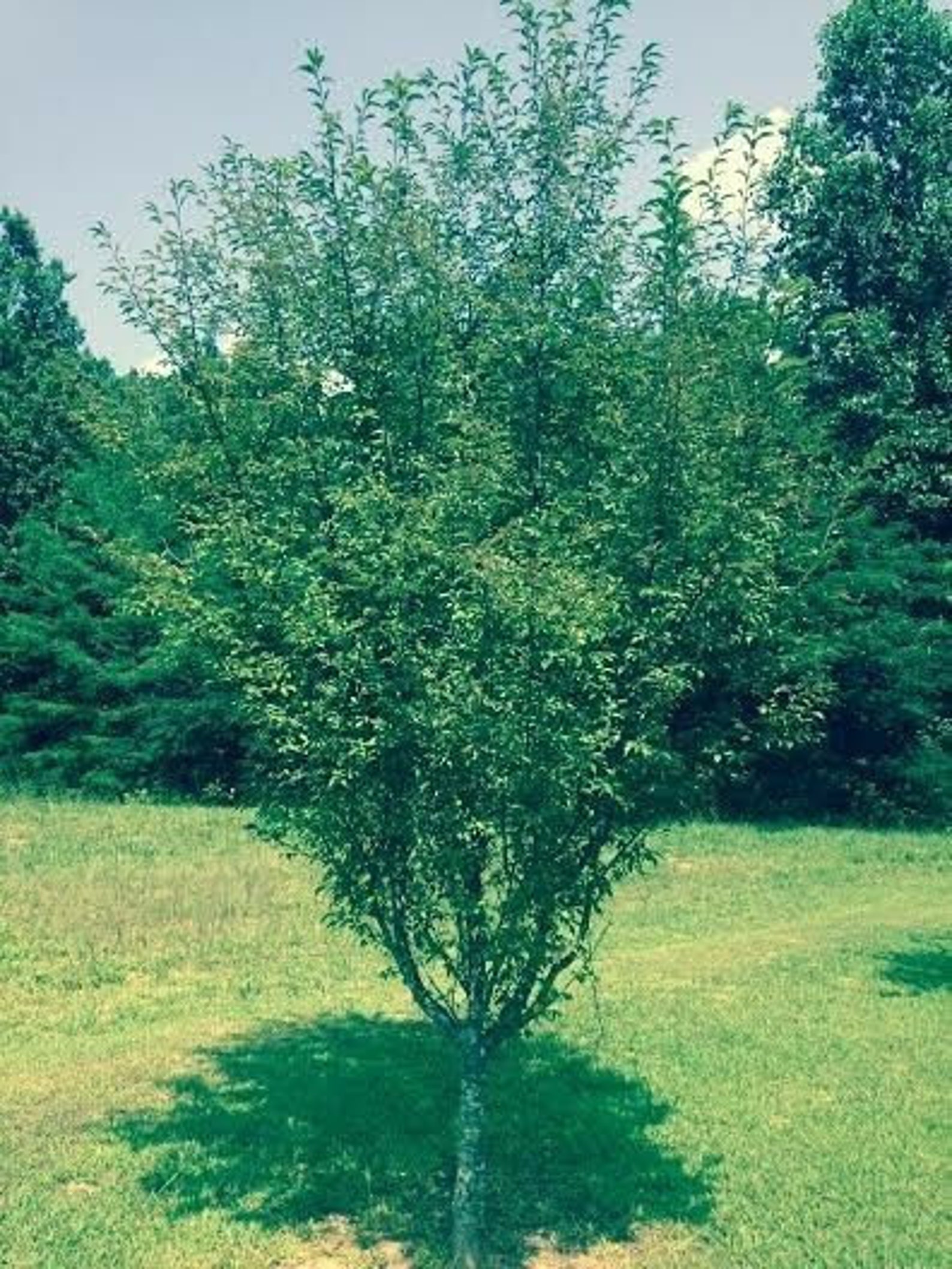 2 Pack of Okame Cherry Trees 6-12 in Height and in a - Etsy