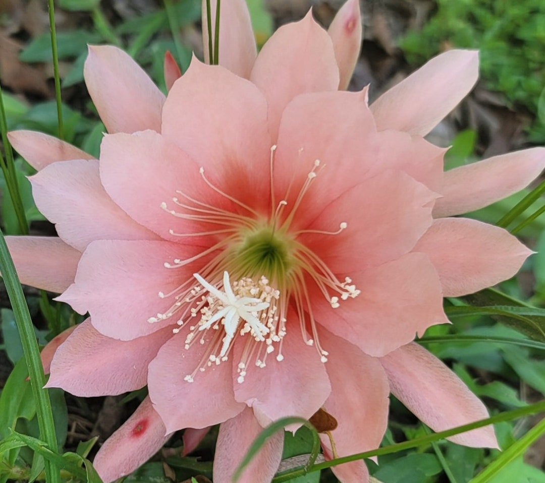 AGATHA Epiphyllum Rooted PLANT Orchid Cactus Large Flowers & 1 Free ...