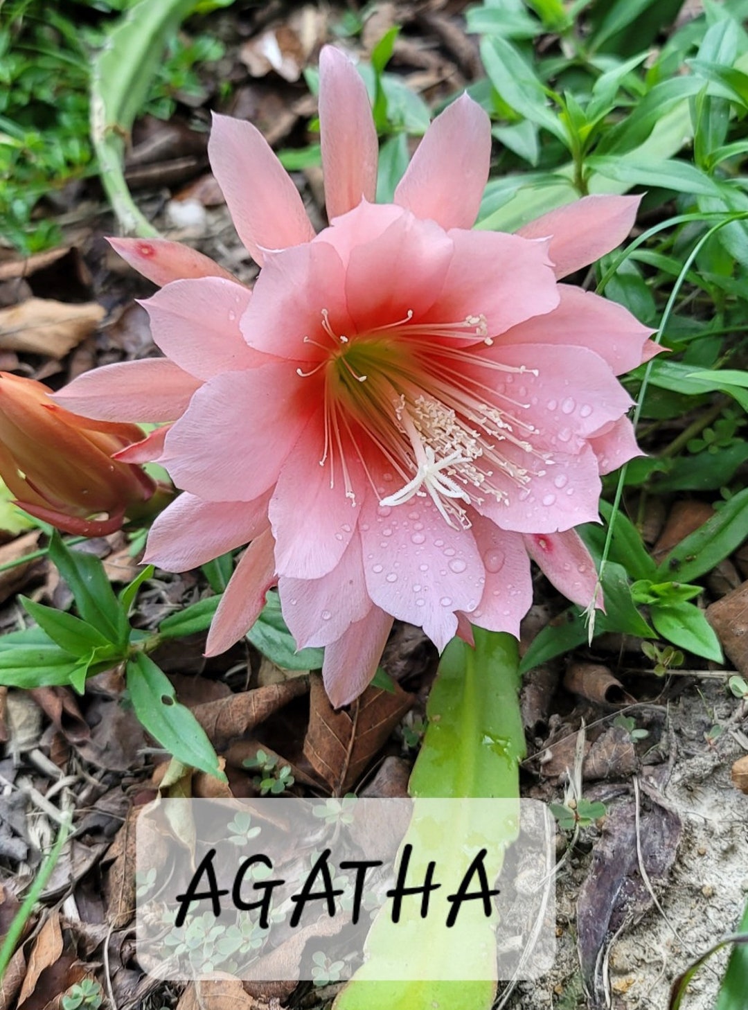 1 Unrooted Cutting of AGATHA Epiphyllum Orchid Cactus Large Flowers & 1 ...
