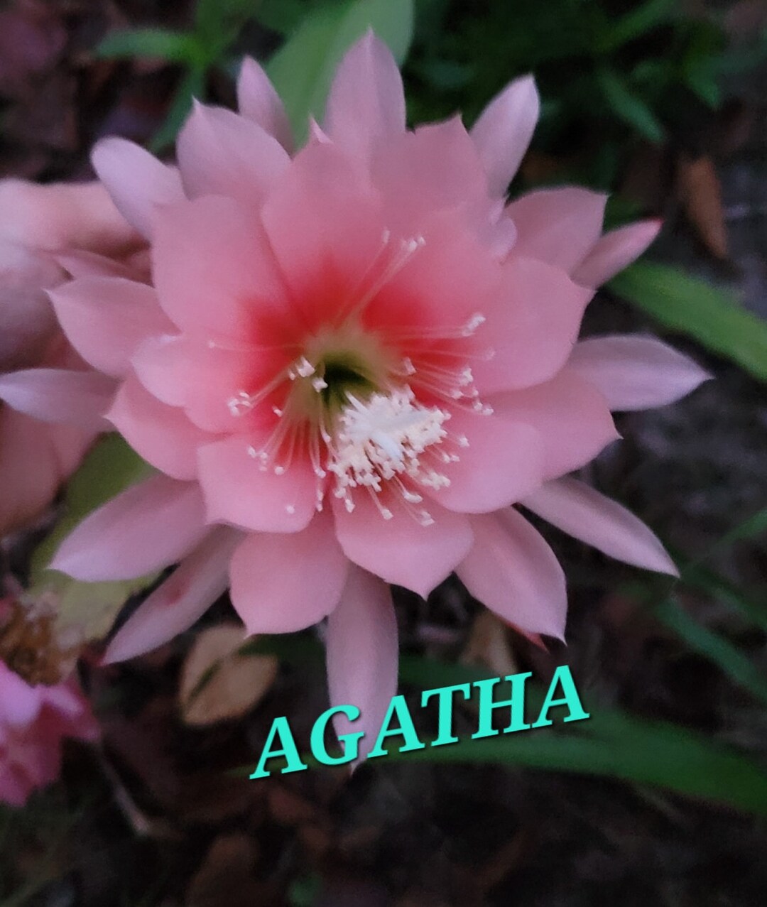 AGATHA Epiphyllum Rooted PLANT Orchid Cactus Large Flowers Easy to Grow ...