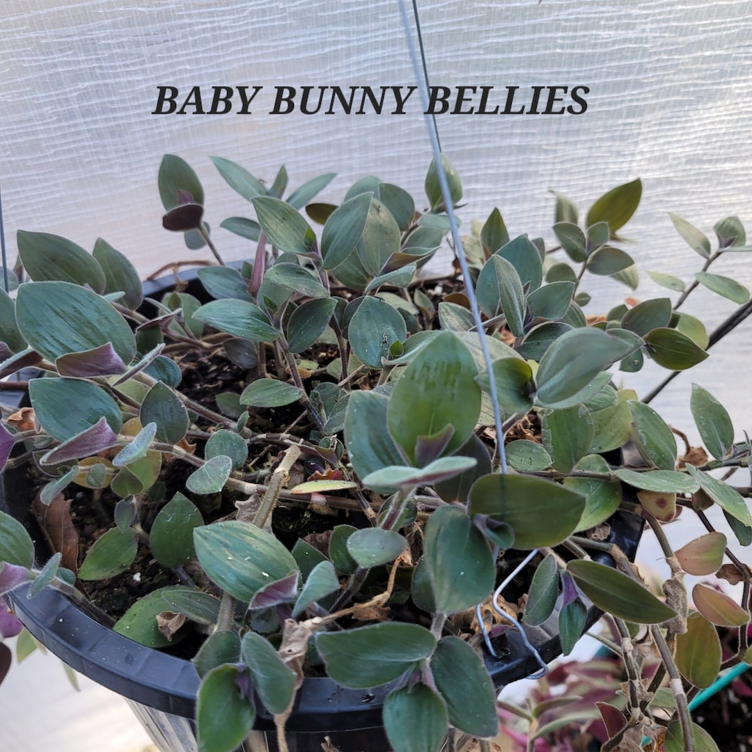 6 Baby Bunny Bellies Tradescantia Wandering Jew Unrooted Cuttings - Etsy