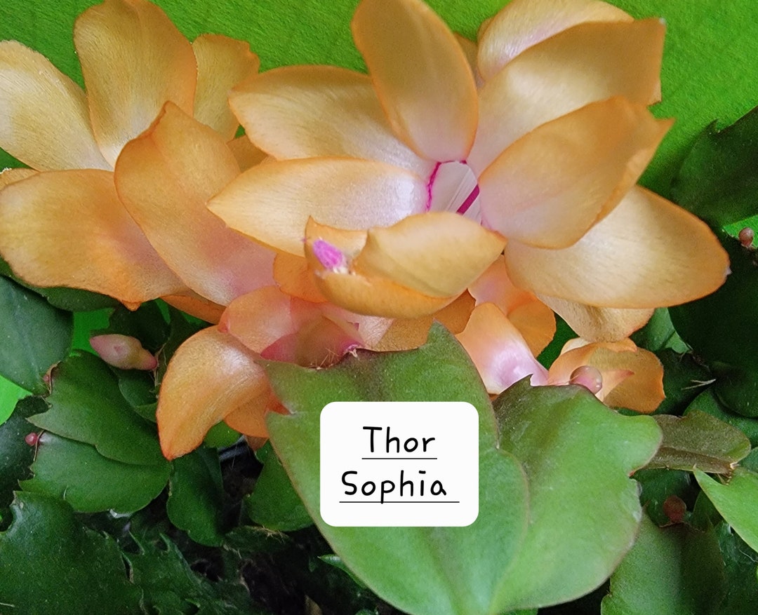 4 Thor Sophia Unrooted Cuttings THANKSGIVING CACTUS Schlumbergera Truncata - Etsy