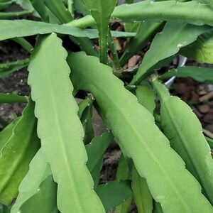 1 Unrooted Cutting of AGATHA Epiphyllum Orchid Cactus Large Flowers & 1 Free Epiphyllum Hookeri ...