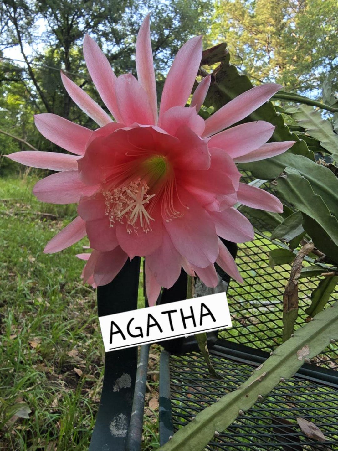 AGATHA Epiphyllum Rooted PLANT Orchid Cactus Large Flowers & 1 Free ...