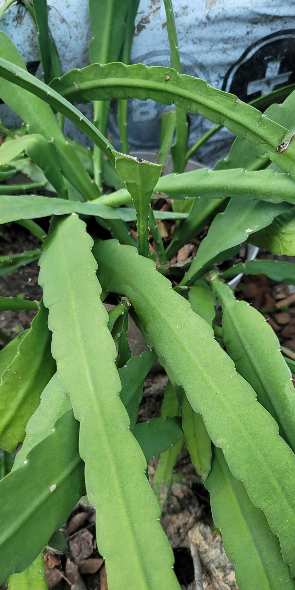 AGATHA Epiphyllum Rooted PLANT Orchid Cactus Large Flowers - Etsy