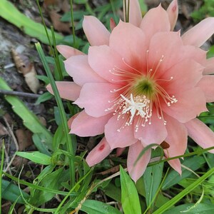 1 Unrooted Cutting of AGATHA Epiphyllum Orchid Cactus Large Flowers & 1 ...