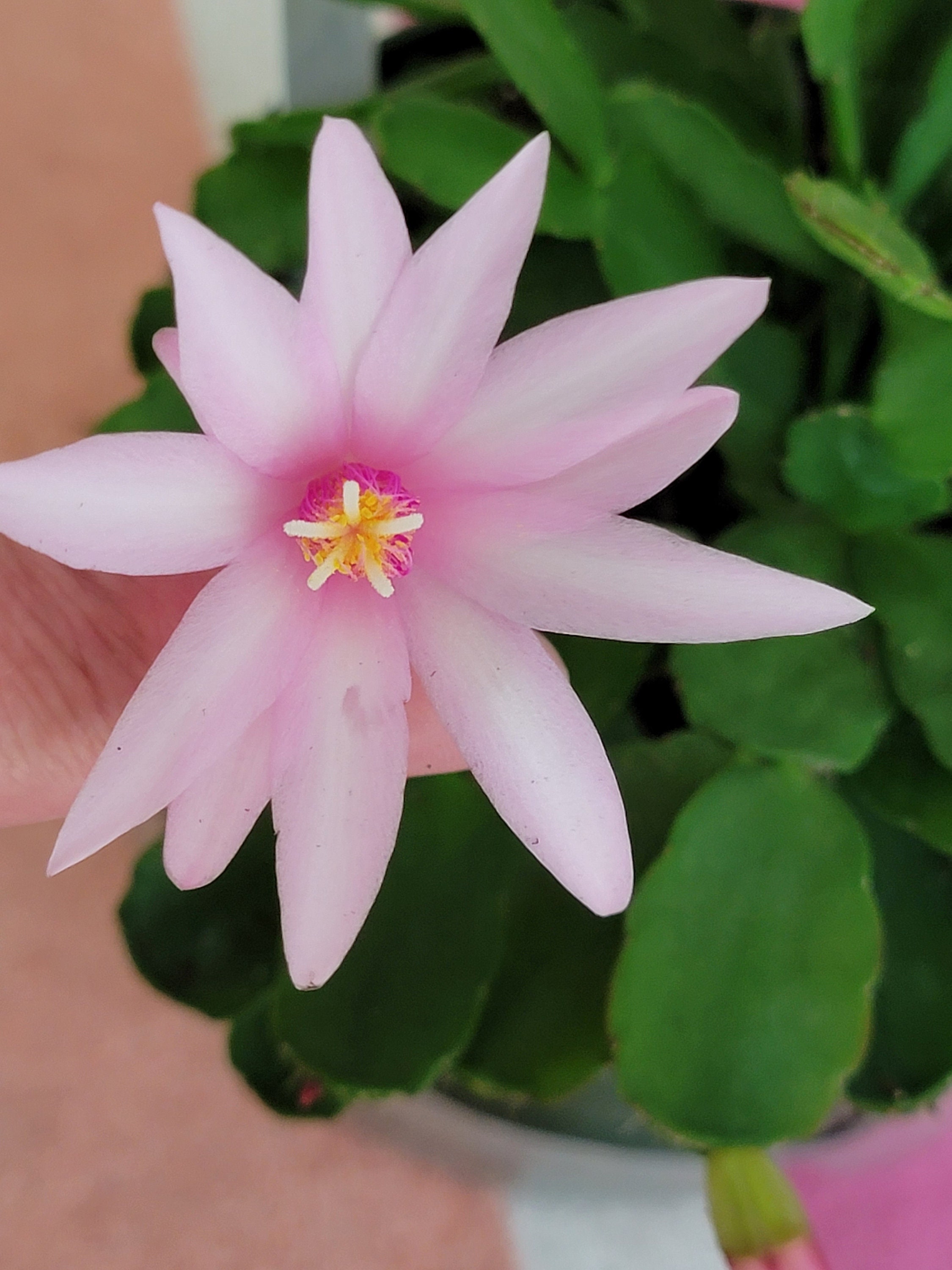 Pink EASTER CACTUS Plant Spring Cactus Rhipsalidopsis Hatiora - Etsy