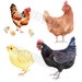 Chicken Clipart, Chicken Png, Chicken Svg, Watercolor Chicken, Cute ...