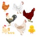 Chicken Clipart, Chicken Png, Chicken Svg, Watercolor Chicken, Cute ...