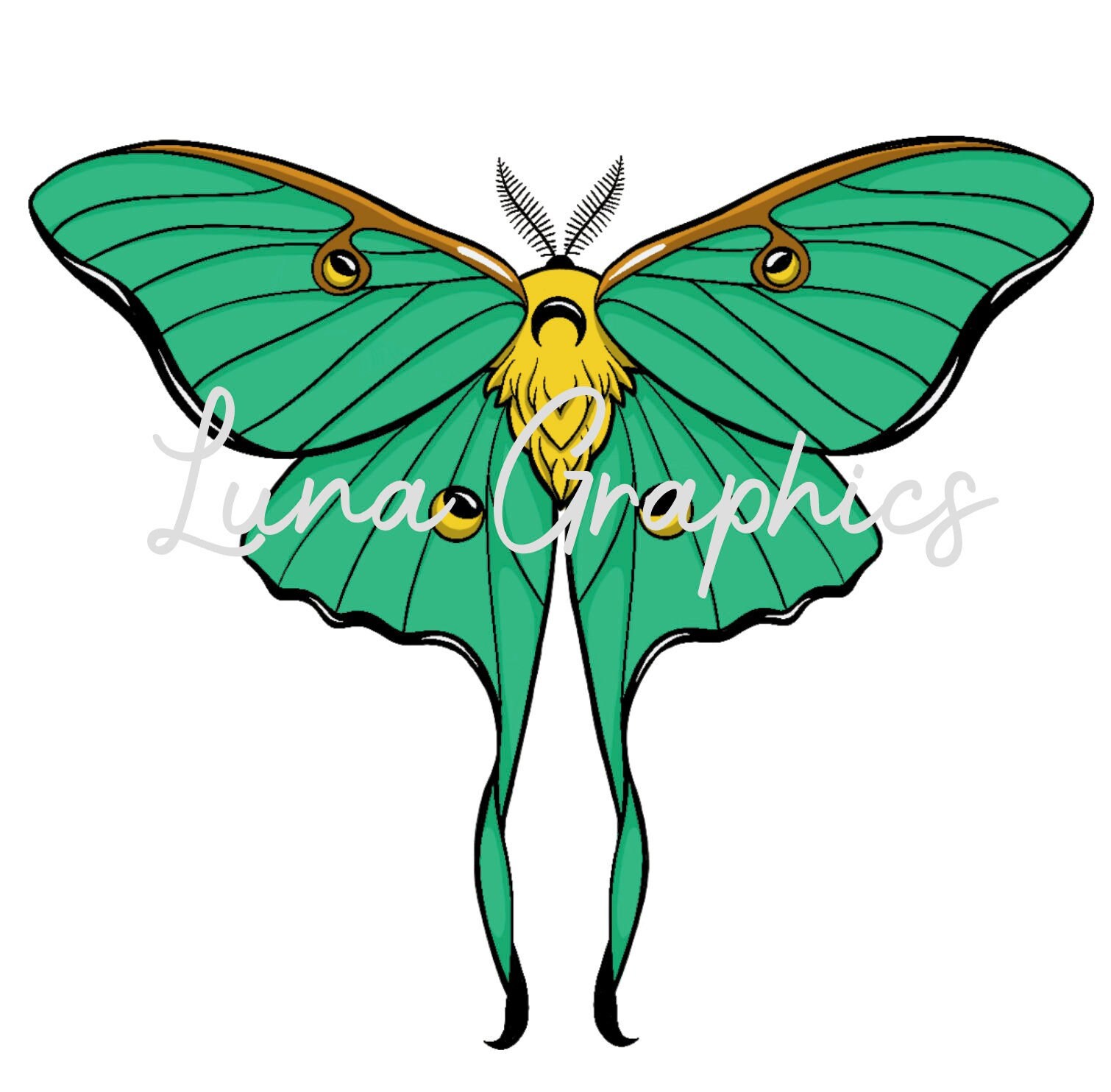 Hand Drawn Luna Moth Graphic - Etsy