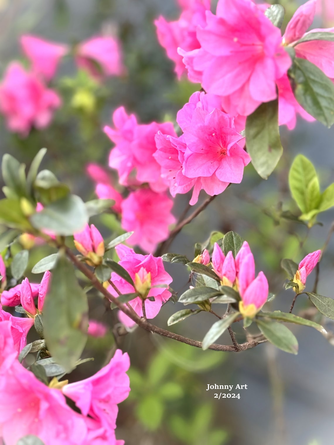 Spring Azalea's - Etsy