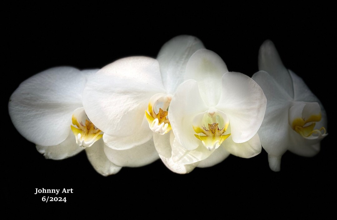 Orchids! Final Bloom! - Etsy