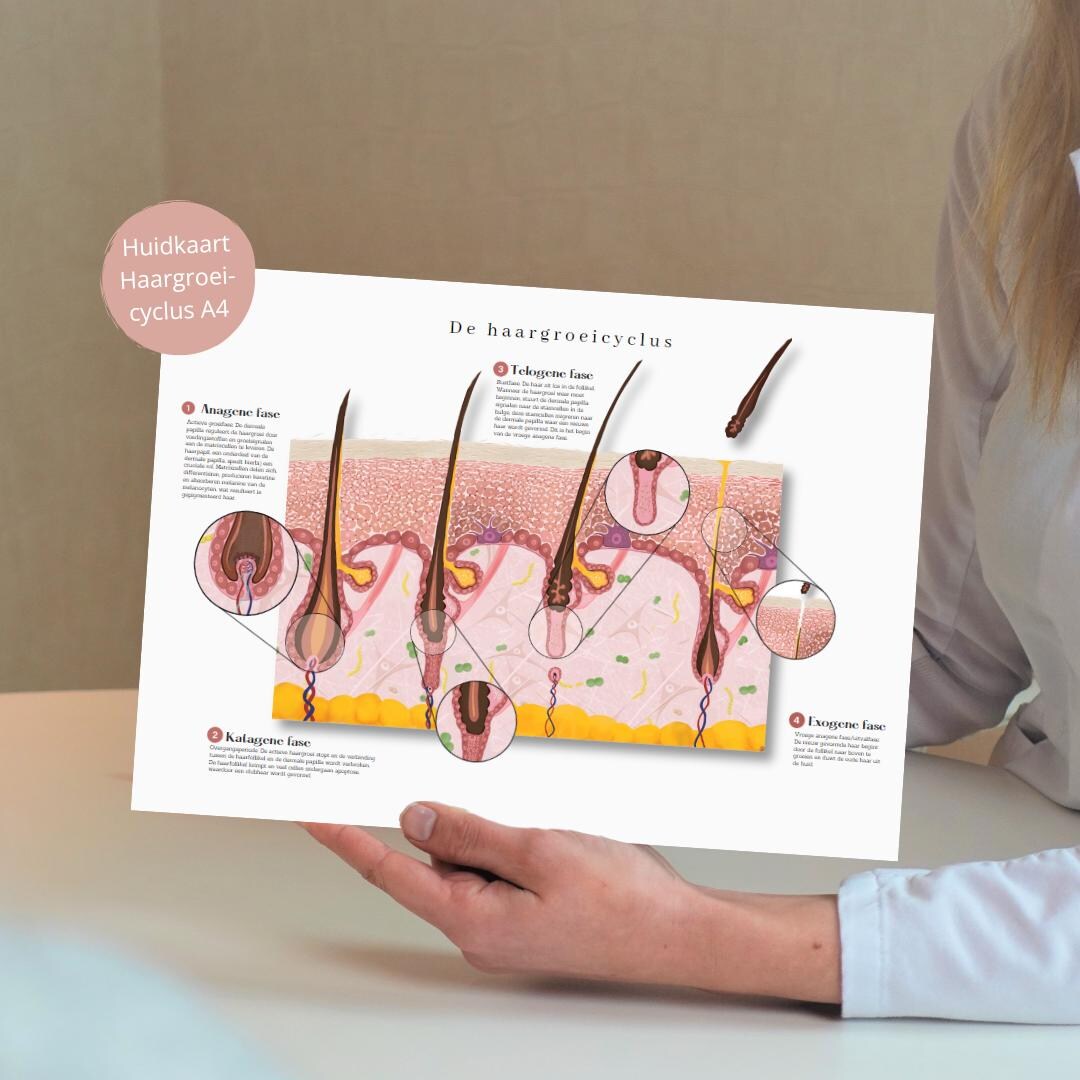 Hair Growth Cycle, Huid Anatomie, Skin Anatomy, Skin Graphic, Anatomy ...